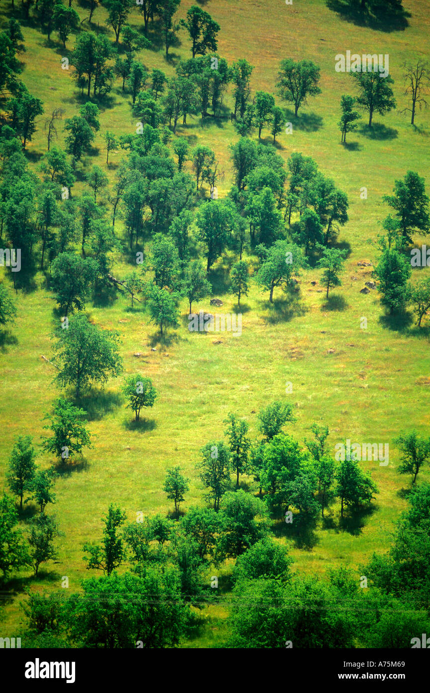 Landscape of Trees Stock Photo - Alamy