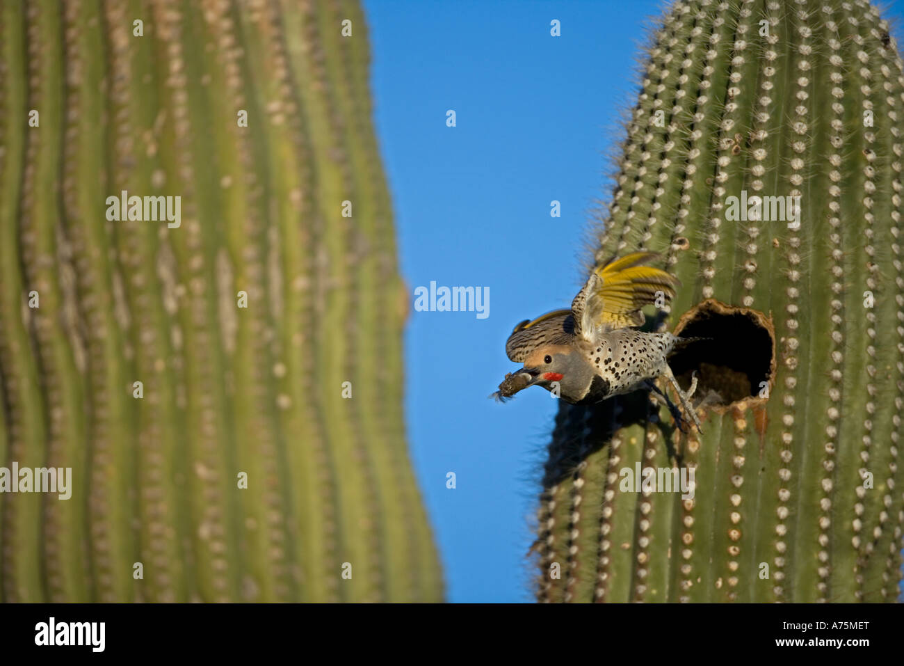 Gilded Flicker Colaptes chrysoides flying from nest in saguaro cactus ...