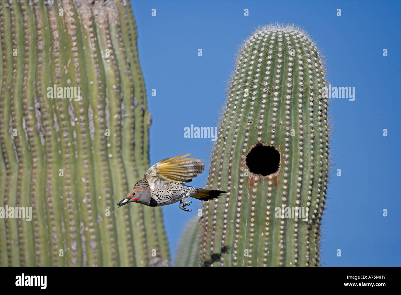 Gilded Flicker Colaptes chrysoides flying from nest in saguaro cactus ...