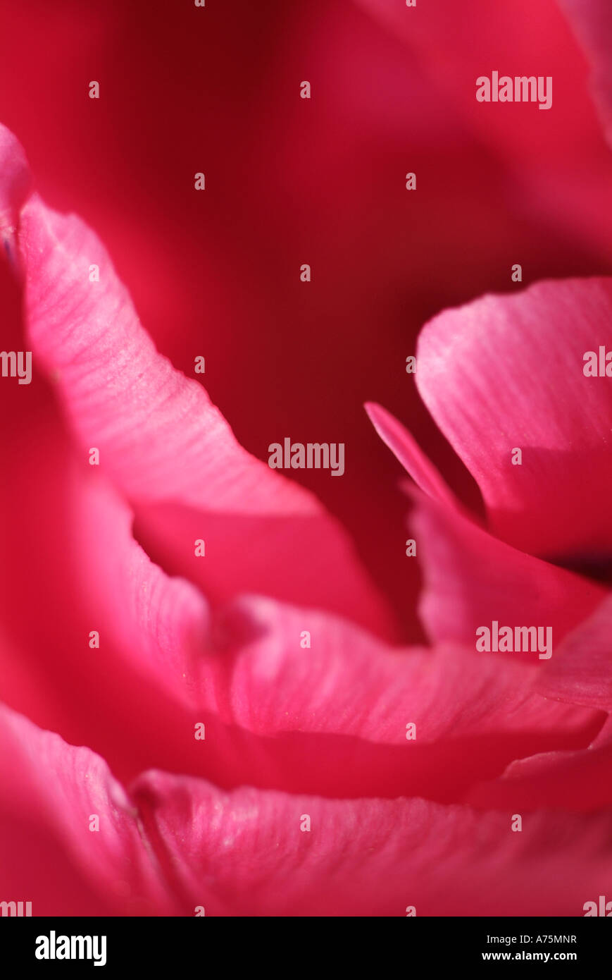 Tulip shapes hi-res stock photography and images - Alamy