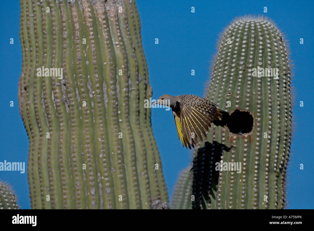 Female takes off from the nest hi-res stock photography and images - Alamy