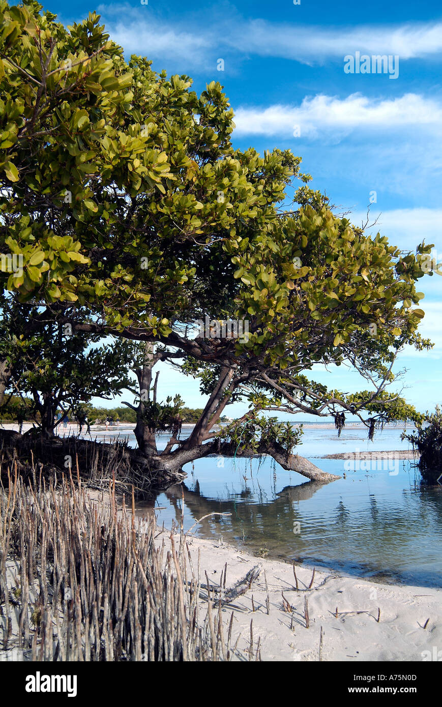Mangrove tree in the Keys in Florida Stock Photo - Alamy