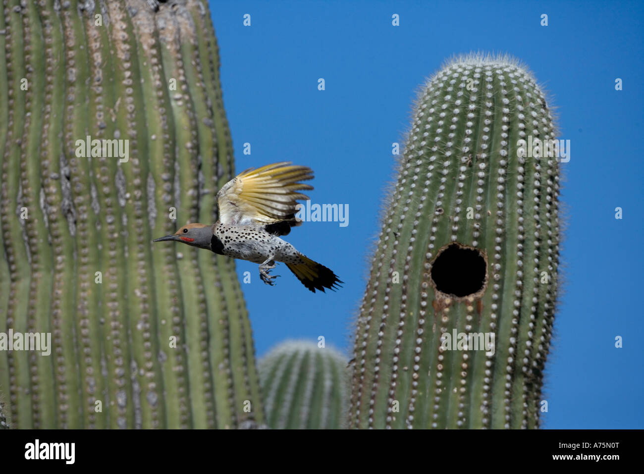 Taking out of nest hi-res stock photography and images - Alamy