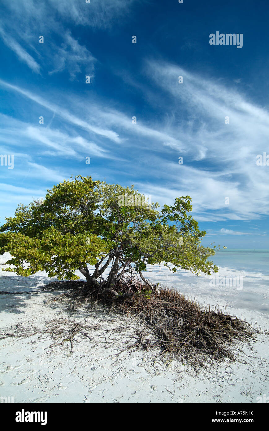 Mangrove forest florida keys hi-res stock photography and images - Alamy
