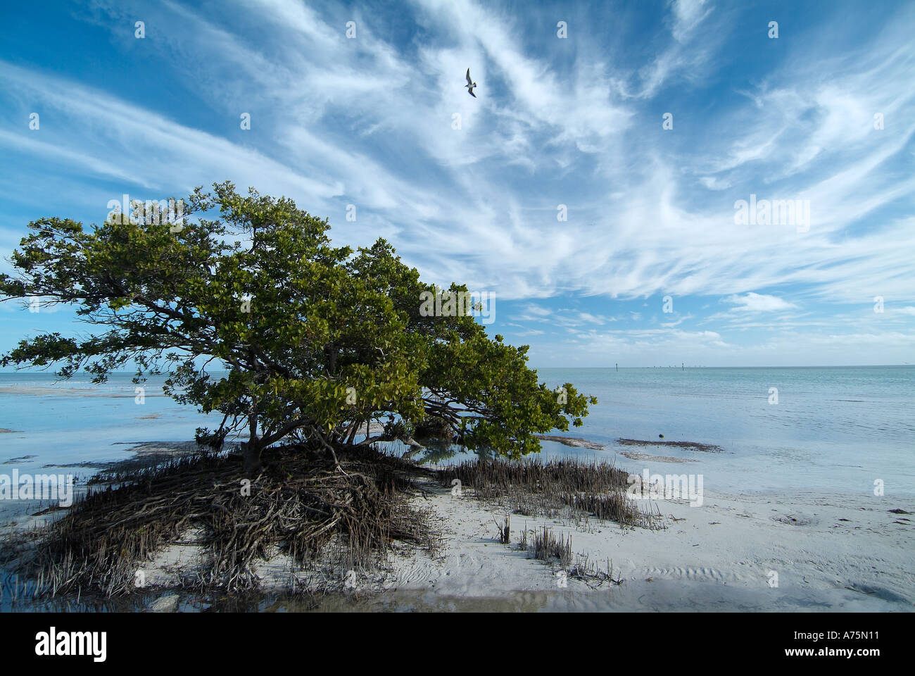 Mangrove forest florida keys hi-res stock photography and images - Alamy