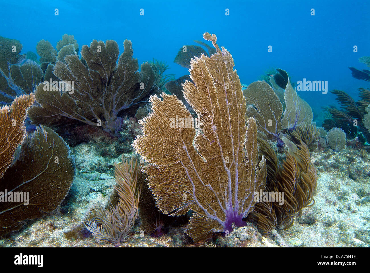 Field of sea fans in Florida Stock Photo - Alamy