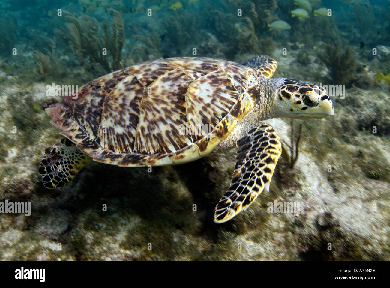 Loggerhead turtle in Florida Stock Photo - Alamy