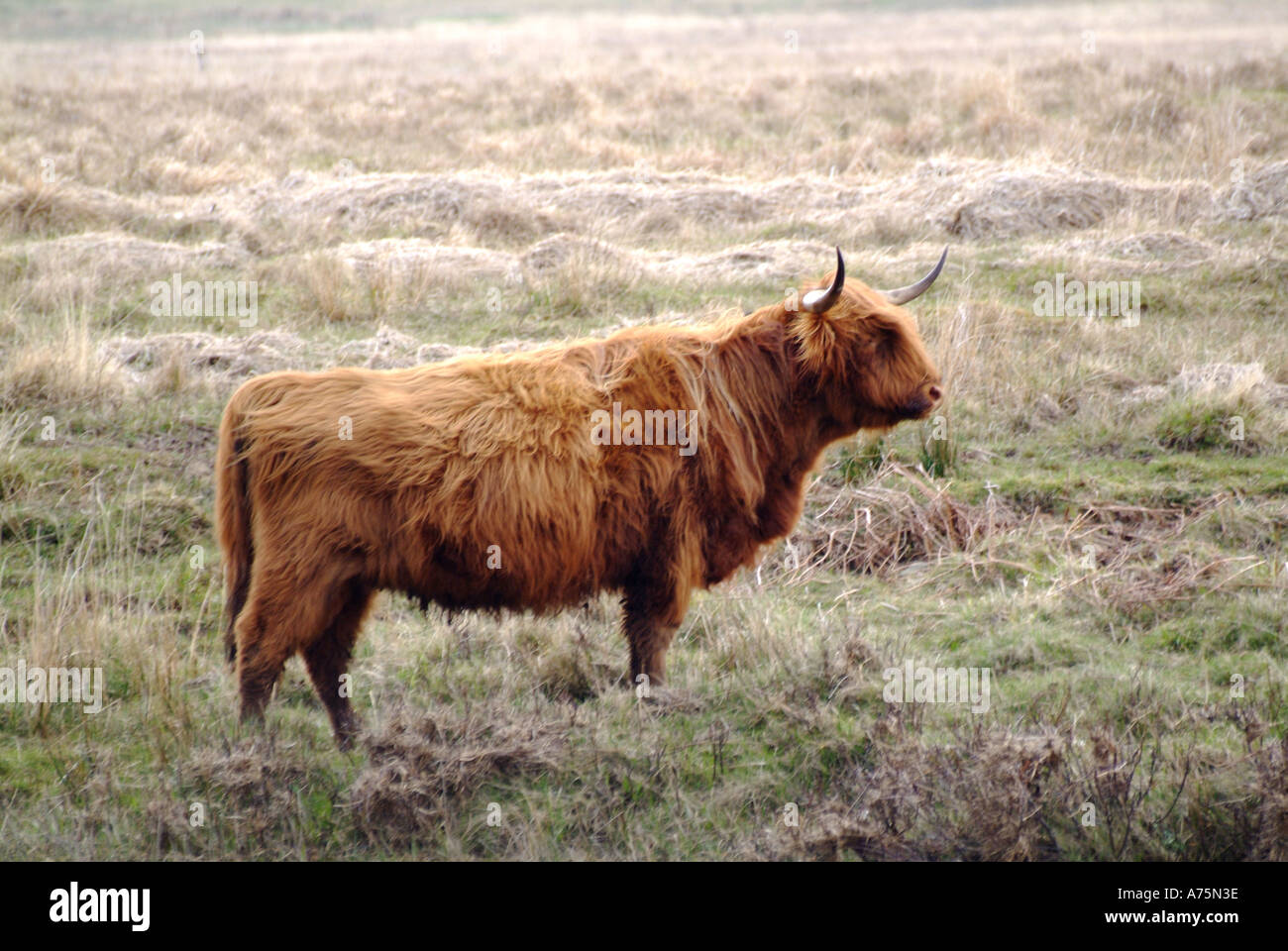 Hairy cow woolly highland cattle aberdeen angus Isle of Mull Inner ...