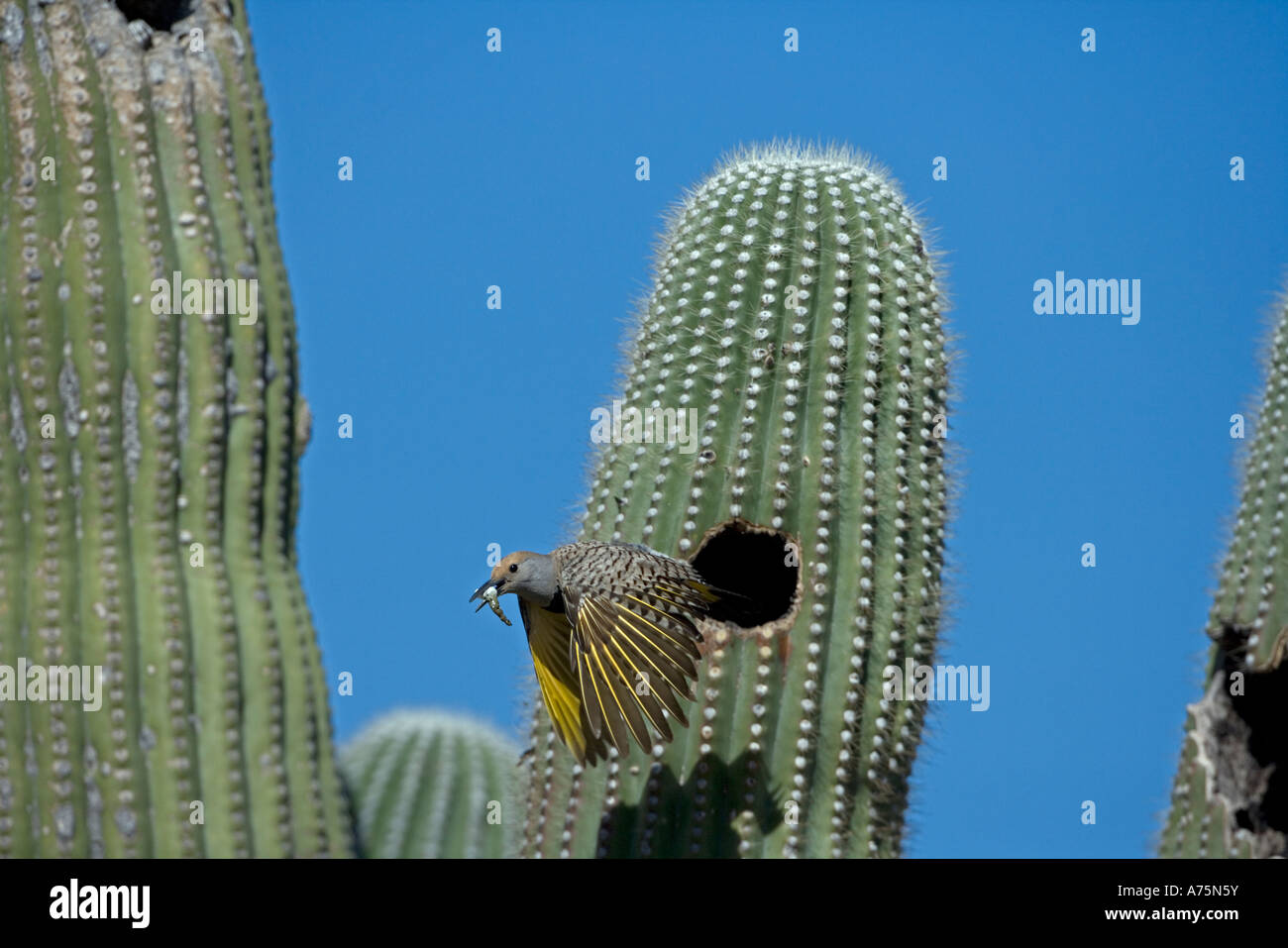 Female takes off from the nest hi-res stock photography and images - Alamy