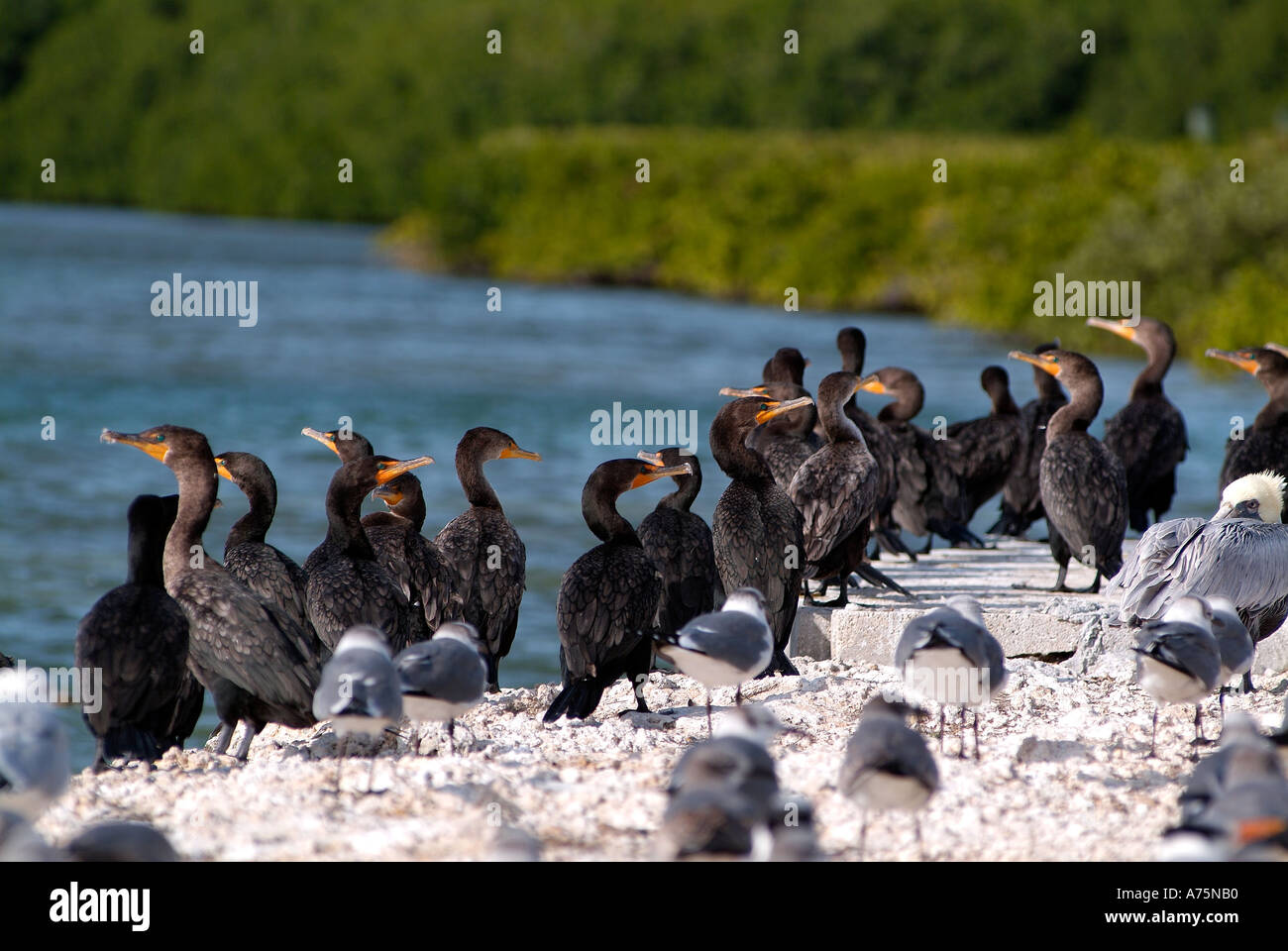 Cormorants and seagulls standing on a beach Stock Photo - Alamy