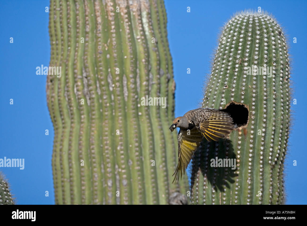 Taking out of nest hi-res stock photography and images - Alamy