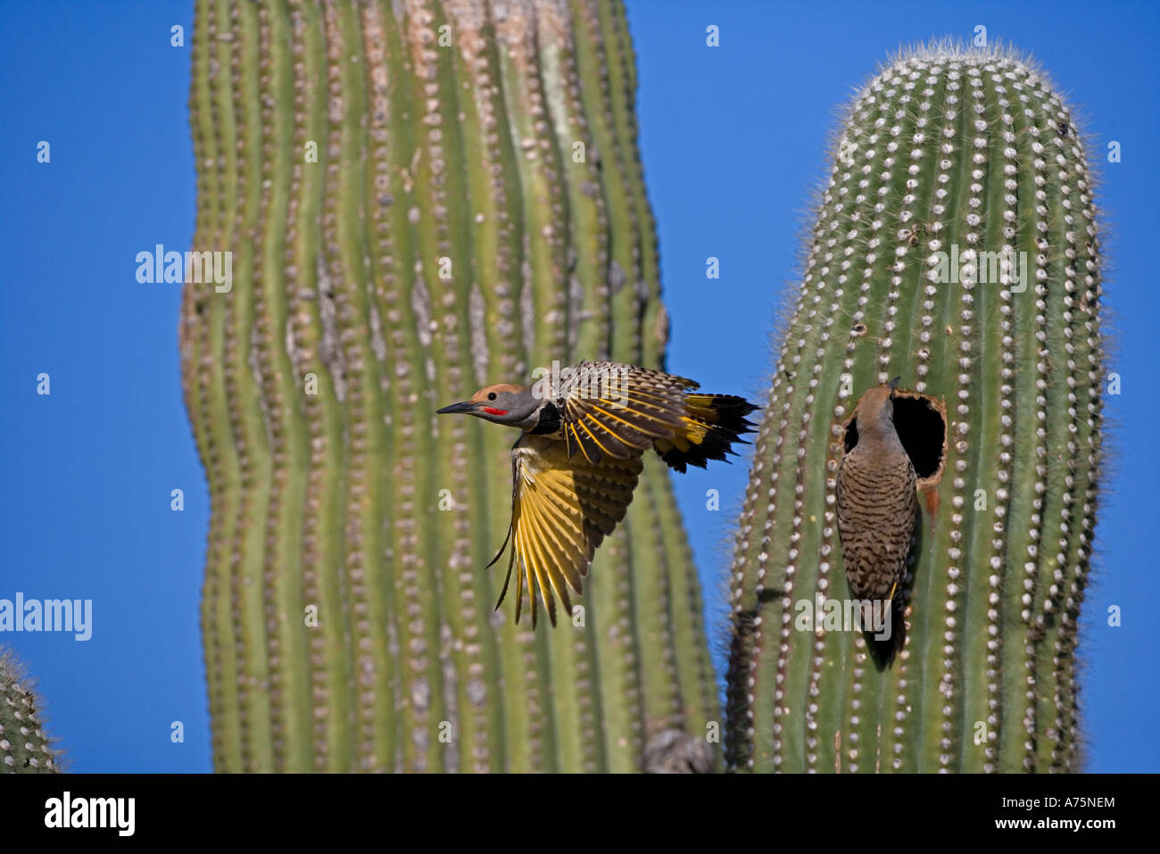 Female takes off from the nest hi-res stock photography and images - Alamy