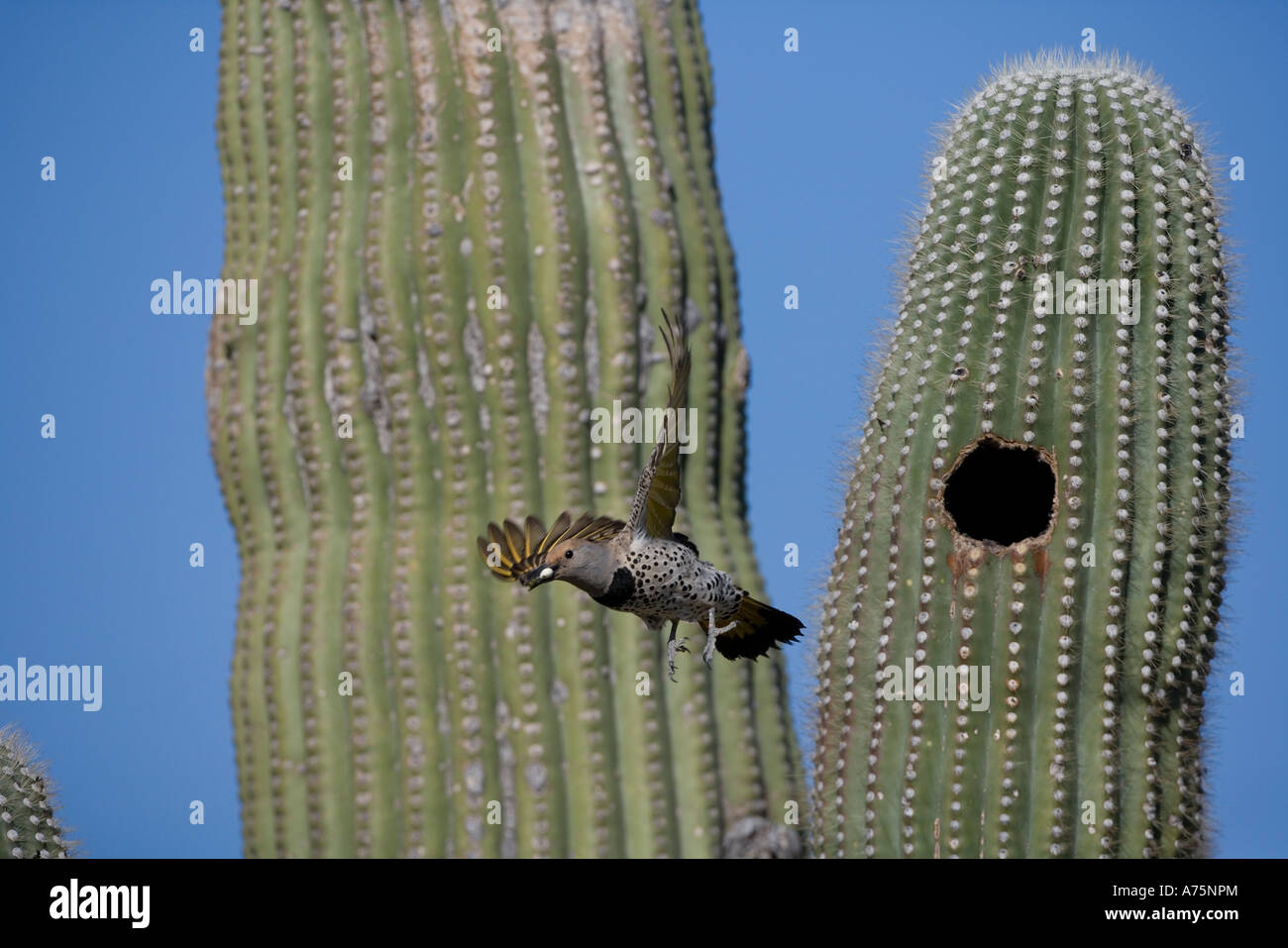 Female takes off from the nest hi-res stock photography and images - Alamy