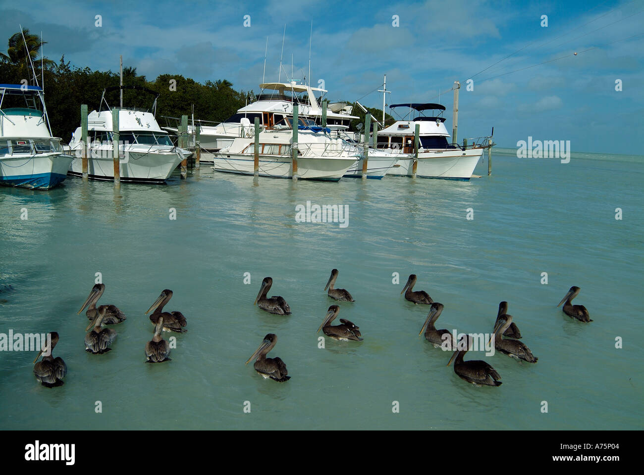 Gulf cove florida hi-res stock photography and images - Alamy