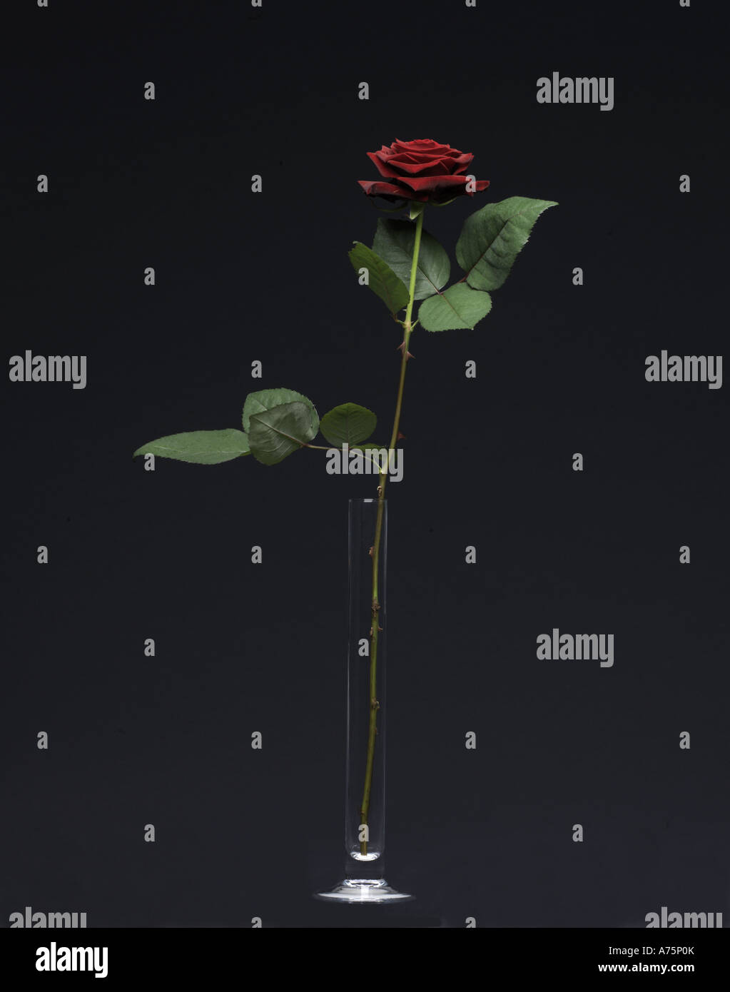 Single stem rose standing tall in a slender glass vase Stock Photo - Alamy