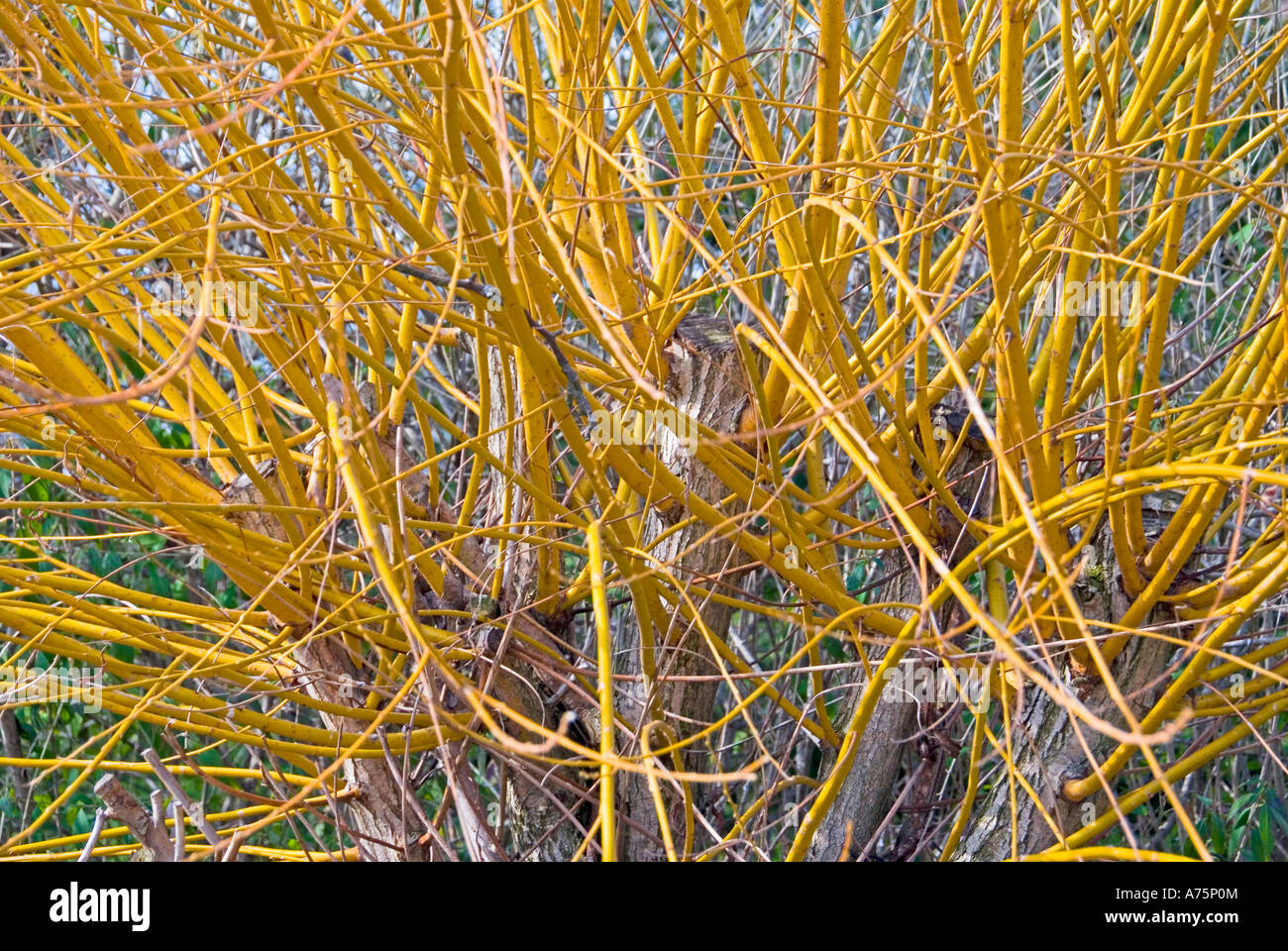 Willows salix hi-res stock photography and images - Alamy