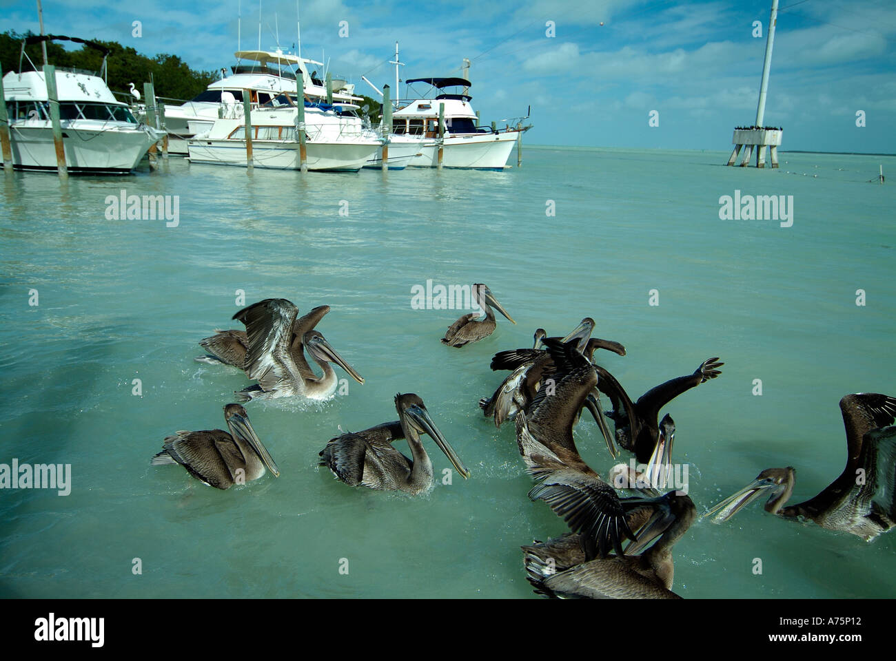 Pelicans in a cove in the Keys in Florida Stock Photo - Alamy