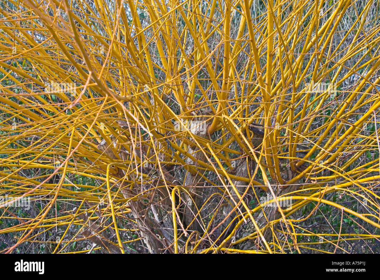 Willows salix hi-res stock photography and images - Alamy