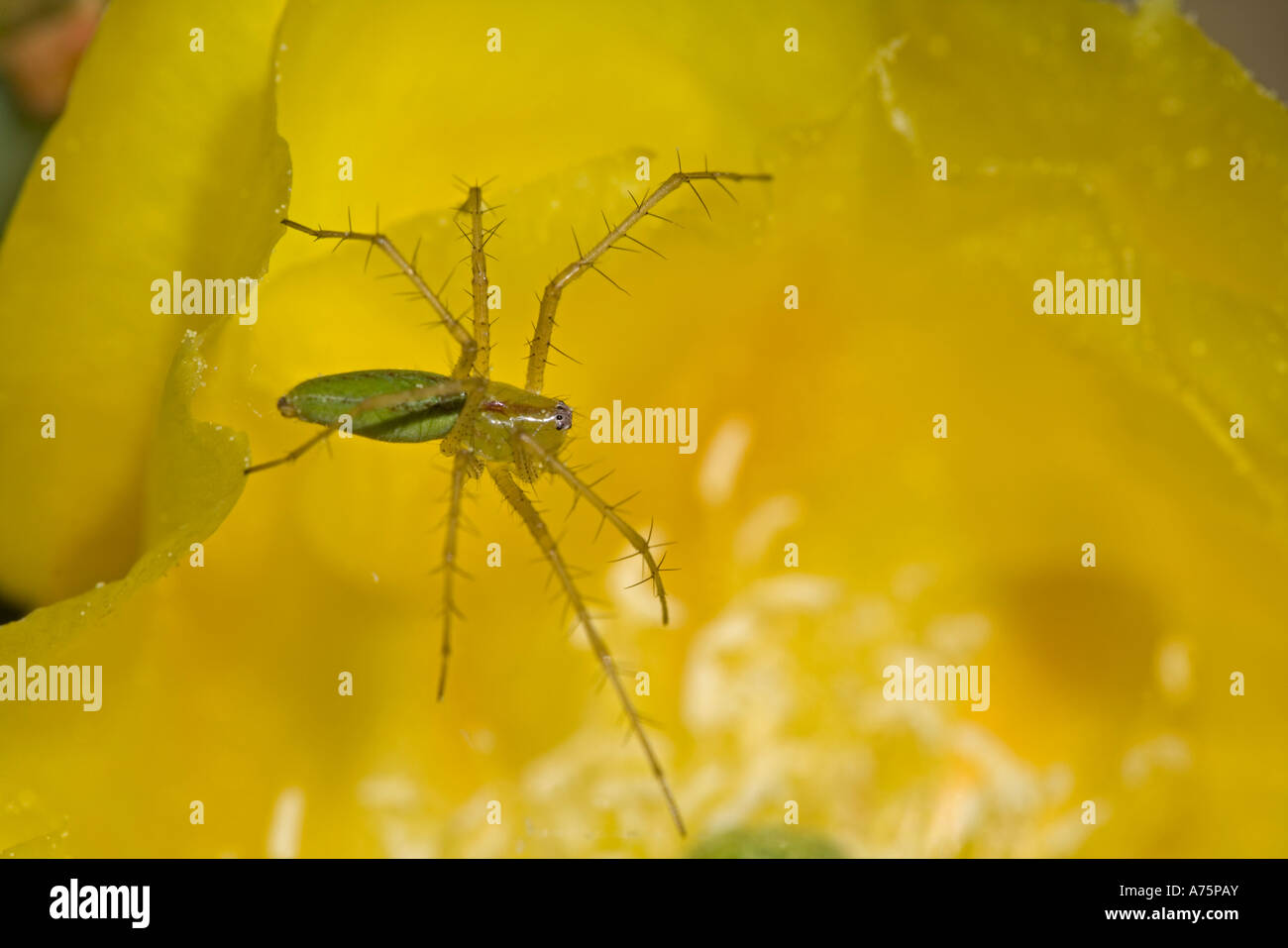 Green Lynx Spider Puecetia viridans Arizona On prickly pear blossom ...