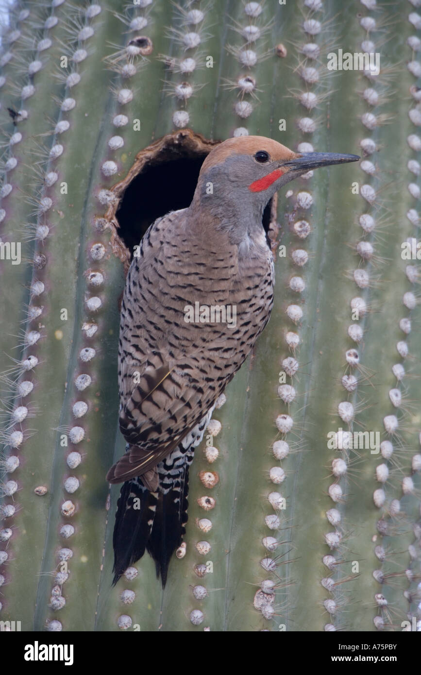 Gilded Flicker Colaptes chrysoides in Nest in Saguaro Cactus Sonoran ...