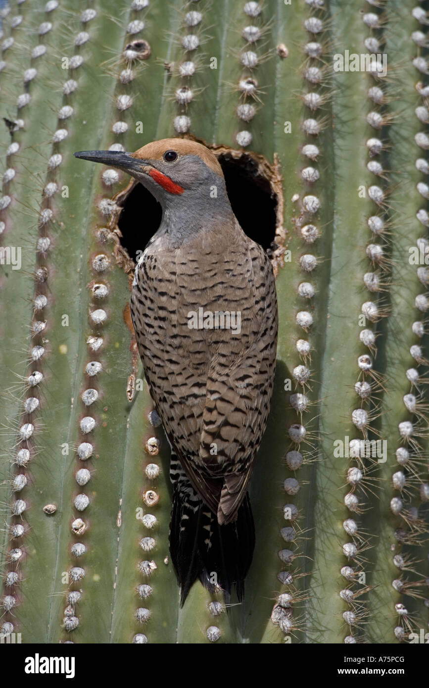 Gilded flicker woodpecker hi-res stock photography and images - Alamy