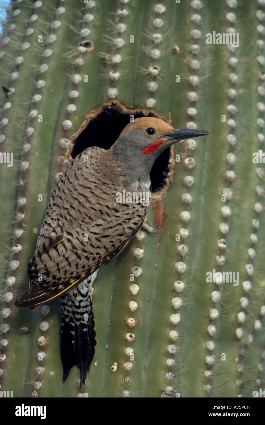 Sticking head out of nest hole hi-res stock photography and images - Alamy