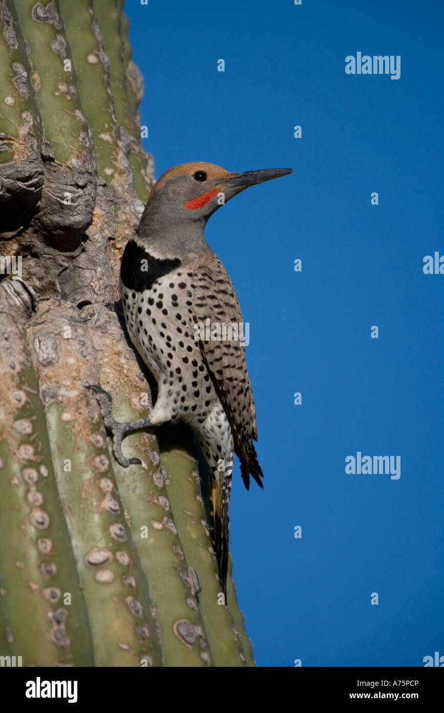 Gilded Flicker Colaptes chrysoides in Nest in Saguaro Cactus Sonoran ...