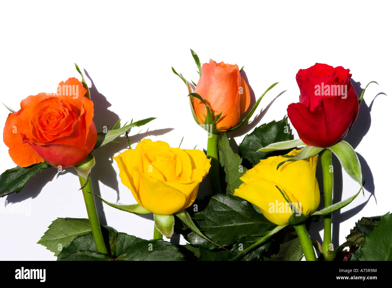 Five coloured roses Stock Photo - Alamy