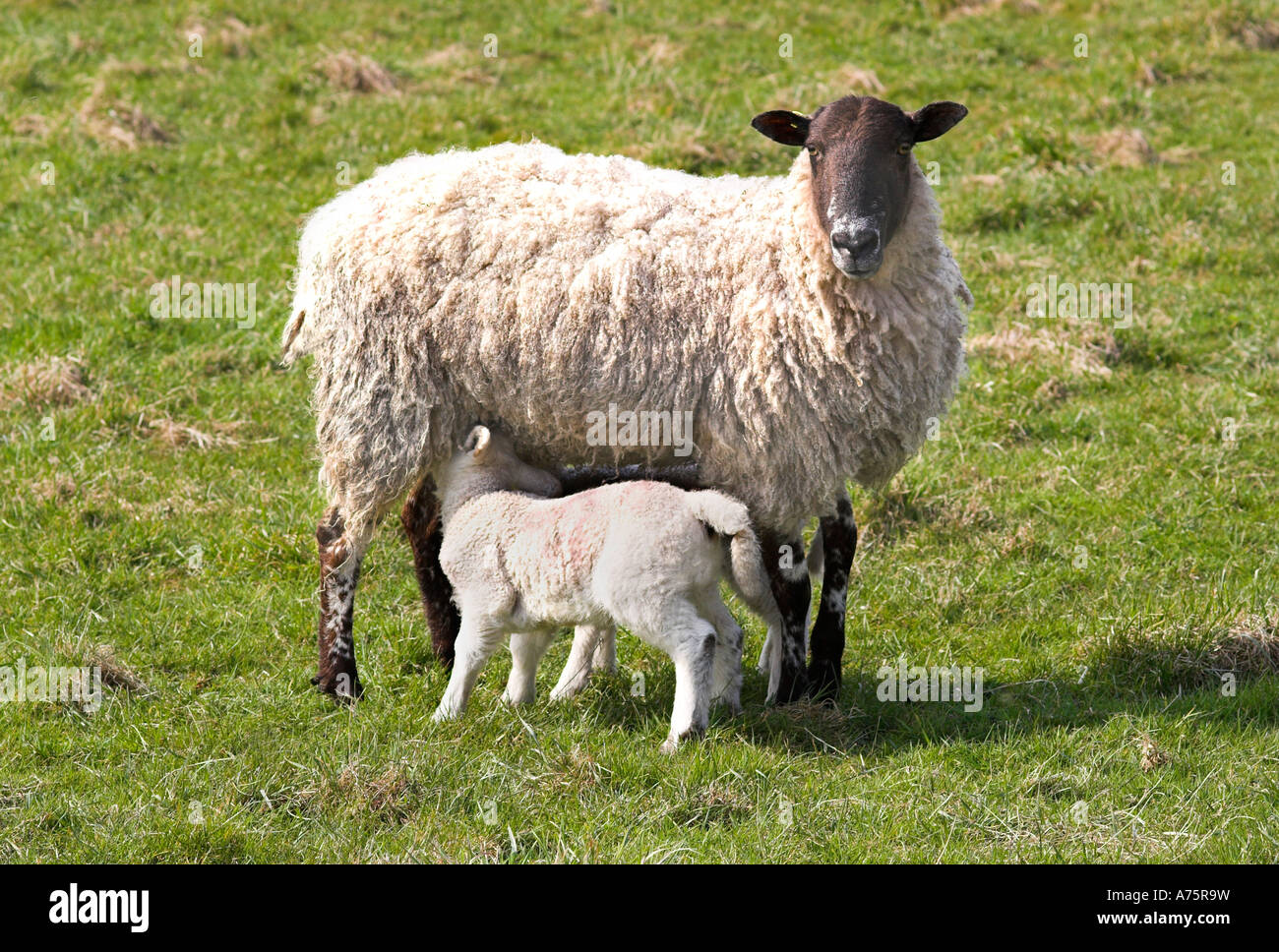 Sheep lamb ewe young farm milk feed livestock hi-res stock photography ...