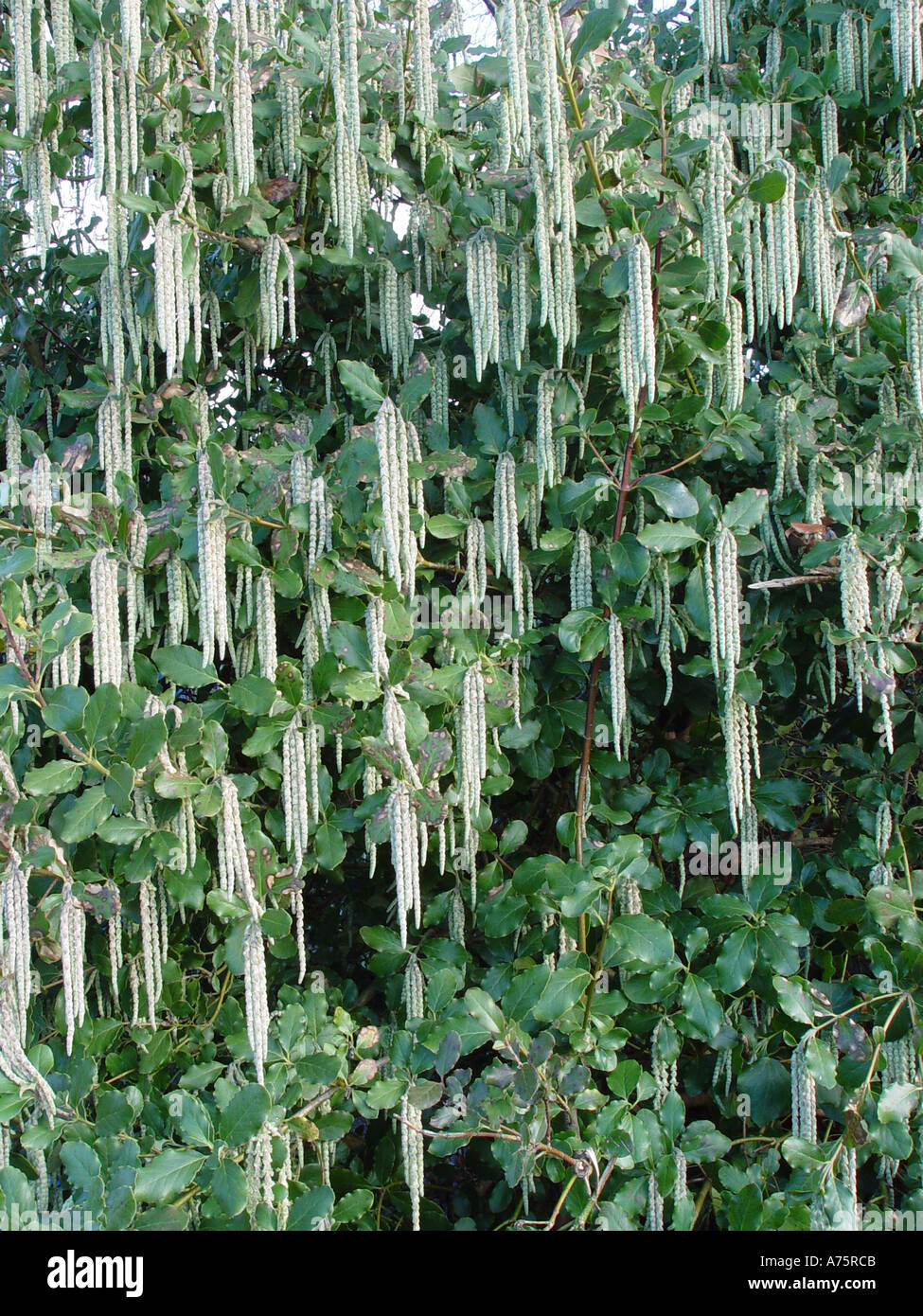 Garrya eliptica hi-res stock photography and images - Alamy