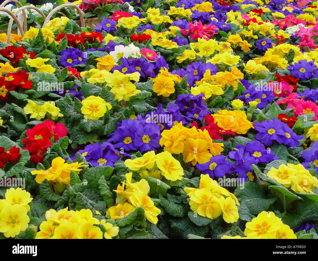 Spring bedding schemes hi-res stock photography and images - Alamy
