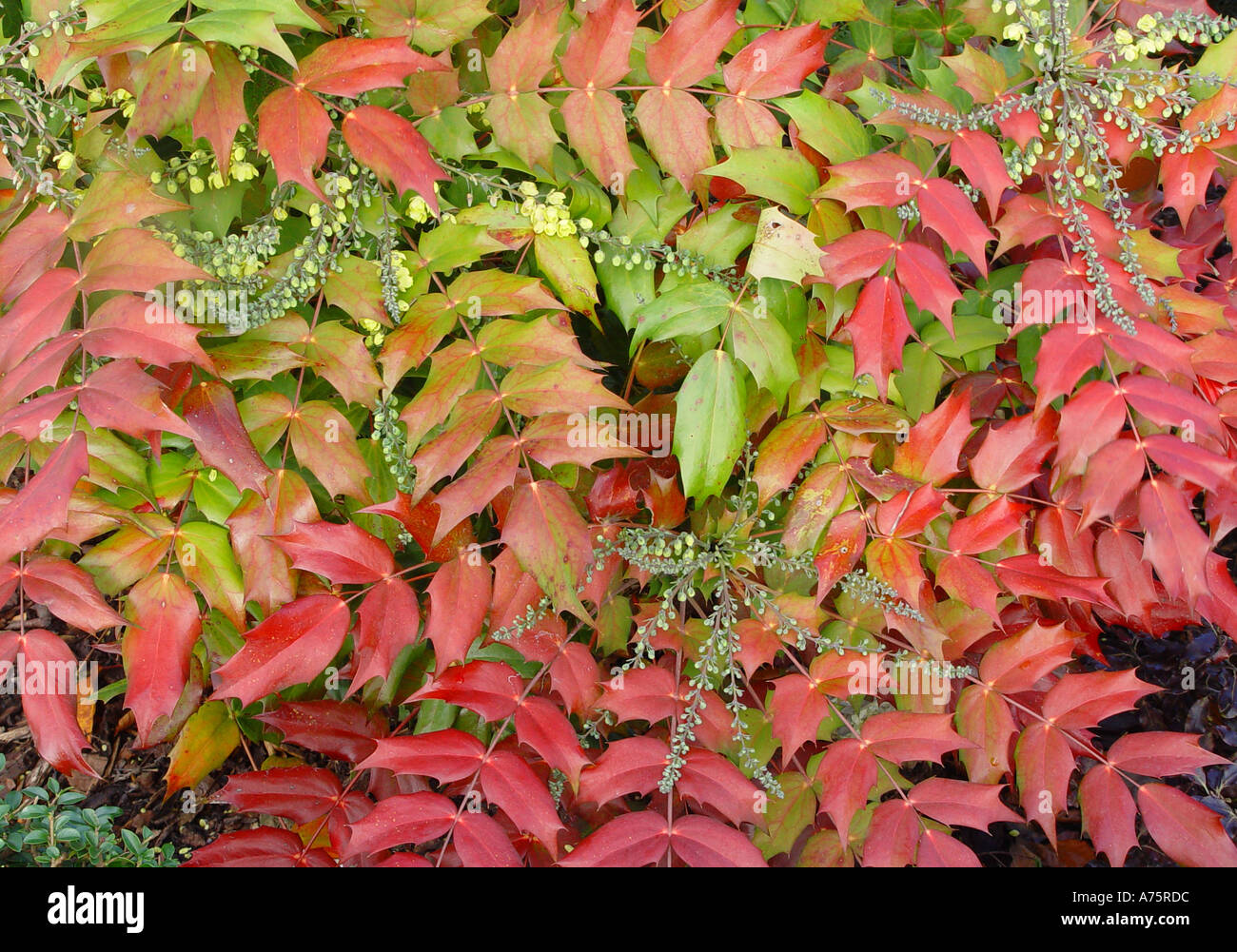 Mahonia japonica autumn hi-res stock photography and images - Alamy