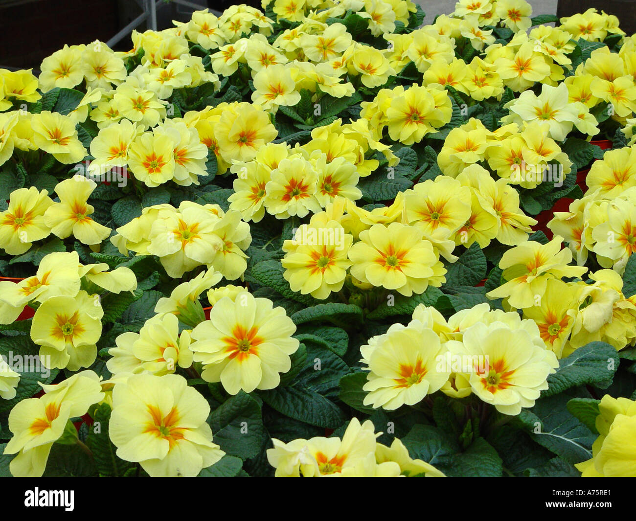 Bedding schemes hi-res stock photography and images - Alamy