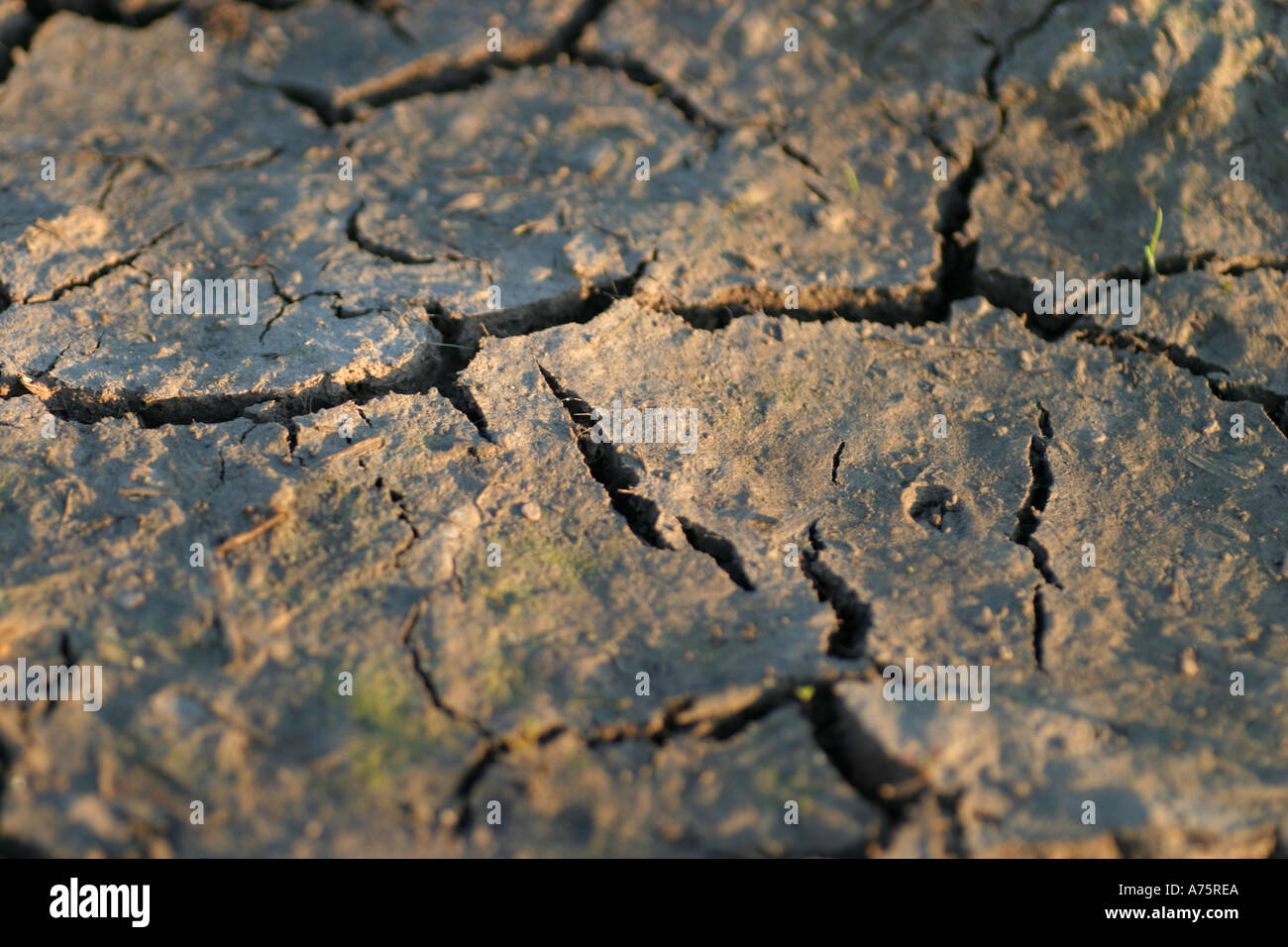 Dry and cracked mud Stock Photo - Alamy