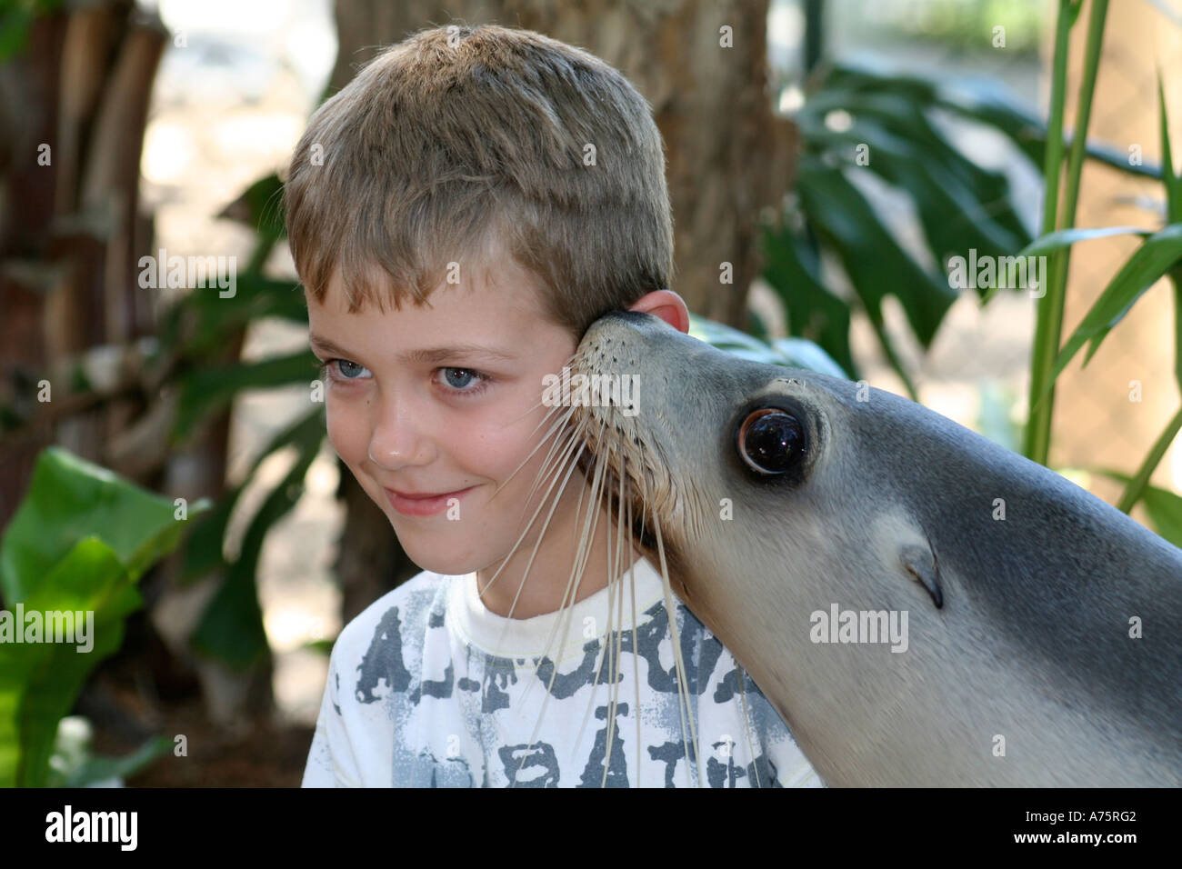 Seal kissing a Boy Stock Photo - Alamy