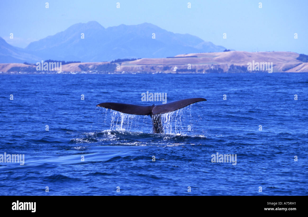 Sperm Whale Dive Sequence: Image No 2. Kaikoura Coast South Island New ...
