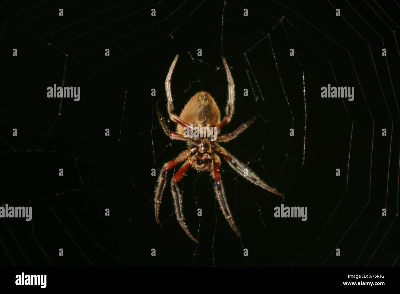 Spider male trap hi-res stock photography and images - Alamy