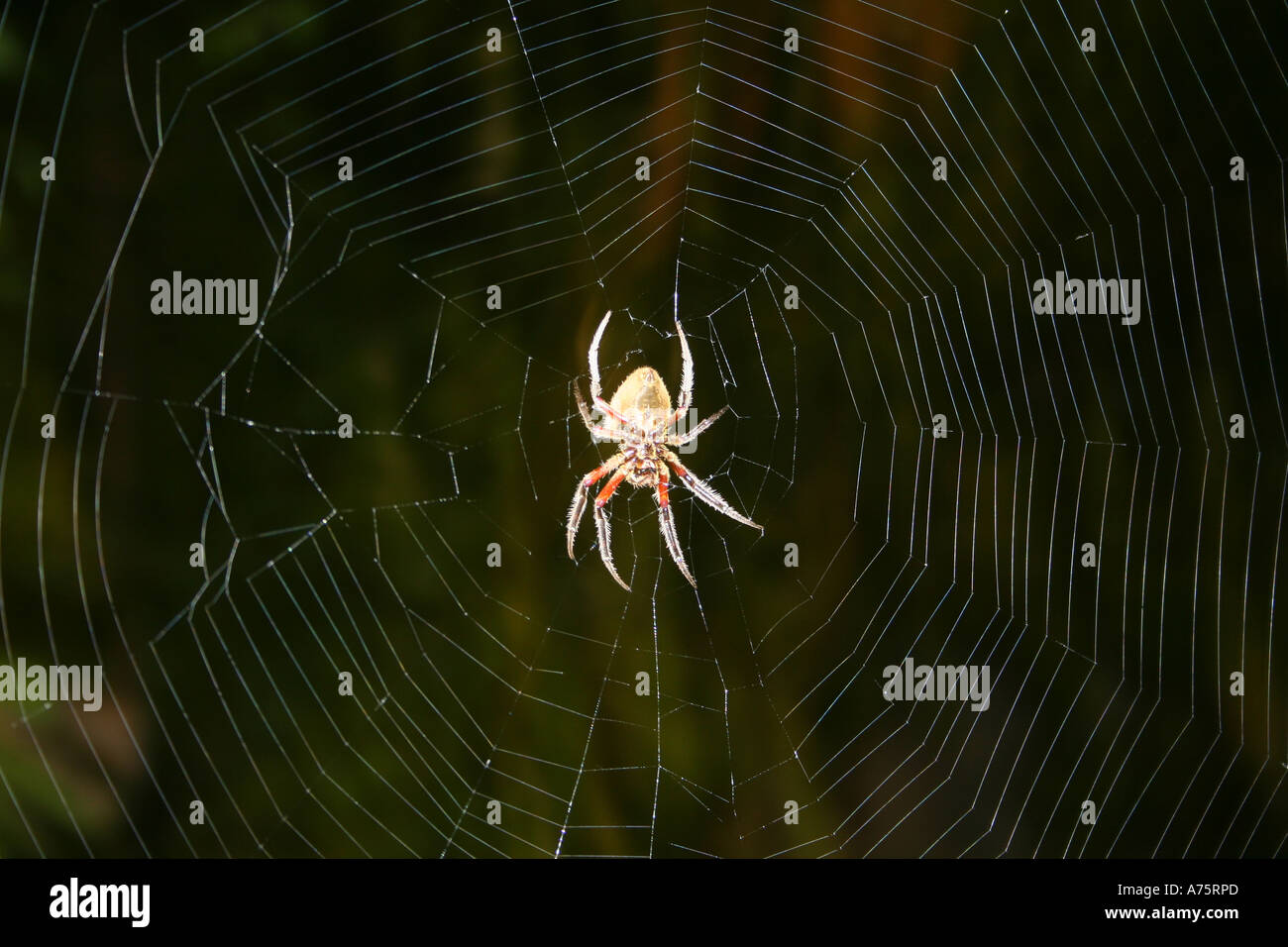 Orb Web Spider 2 Stock Photo - Alamy