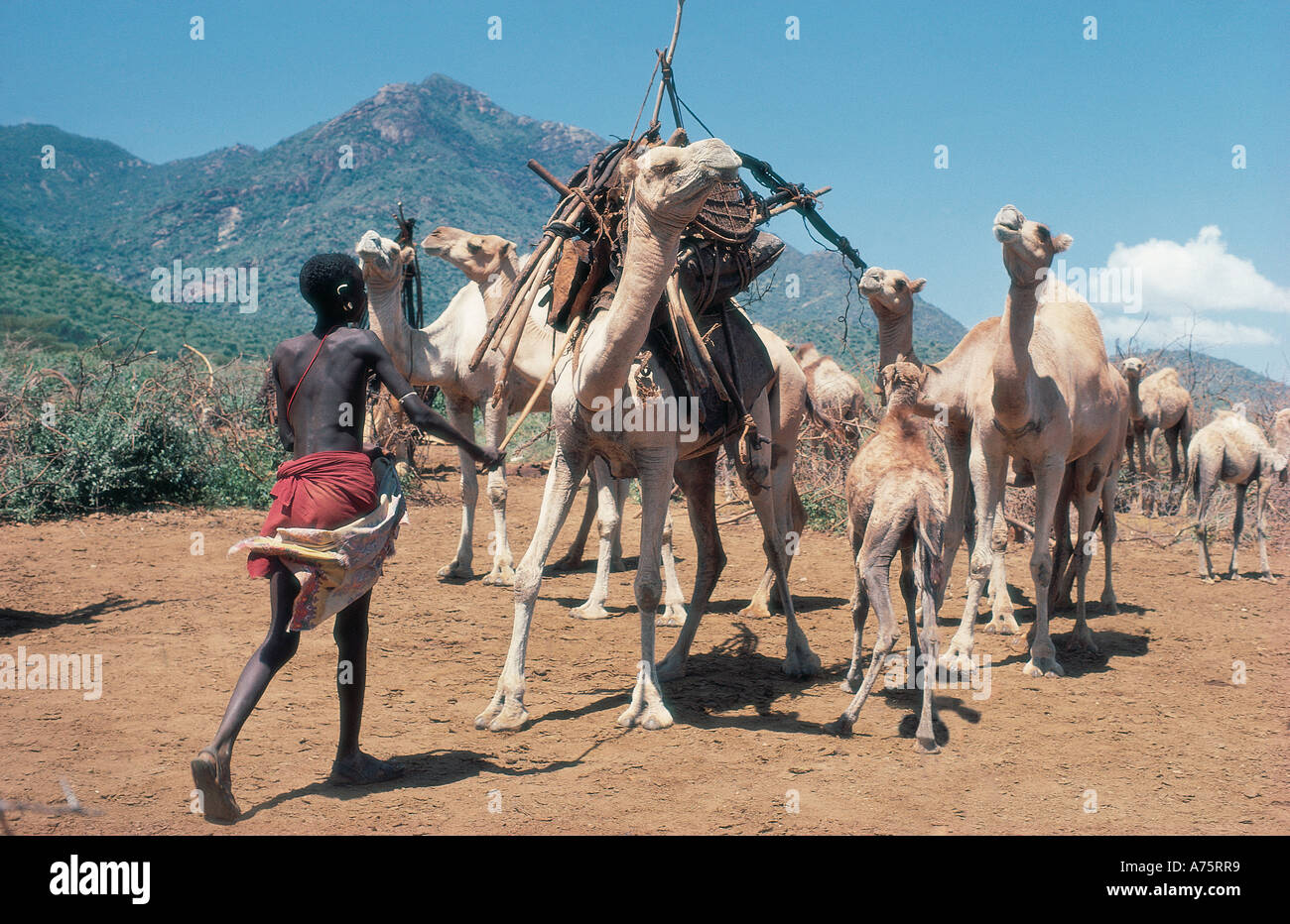 Rendille youth helping to load camels ready for migration South Horr ...