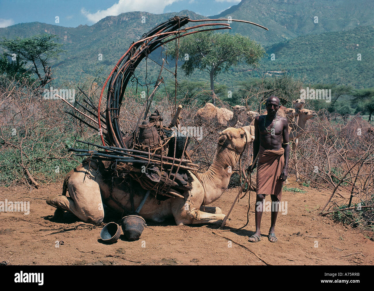 Rendille man with his camel being loaded ready for migration South Horr ...