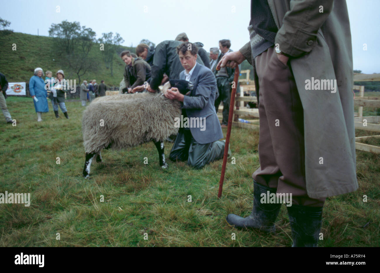 Farmers exhibiting sheep Ribblehead Sheep Fair, Yorkshire Dales ...