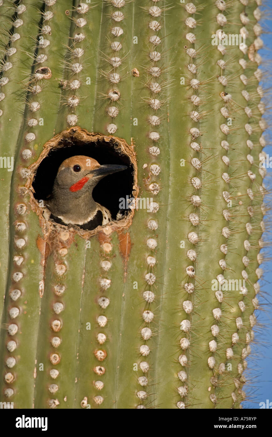 Sticking head out of nest hole hi-res stock photography and images - Alamy