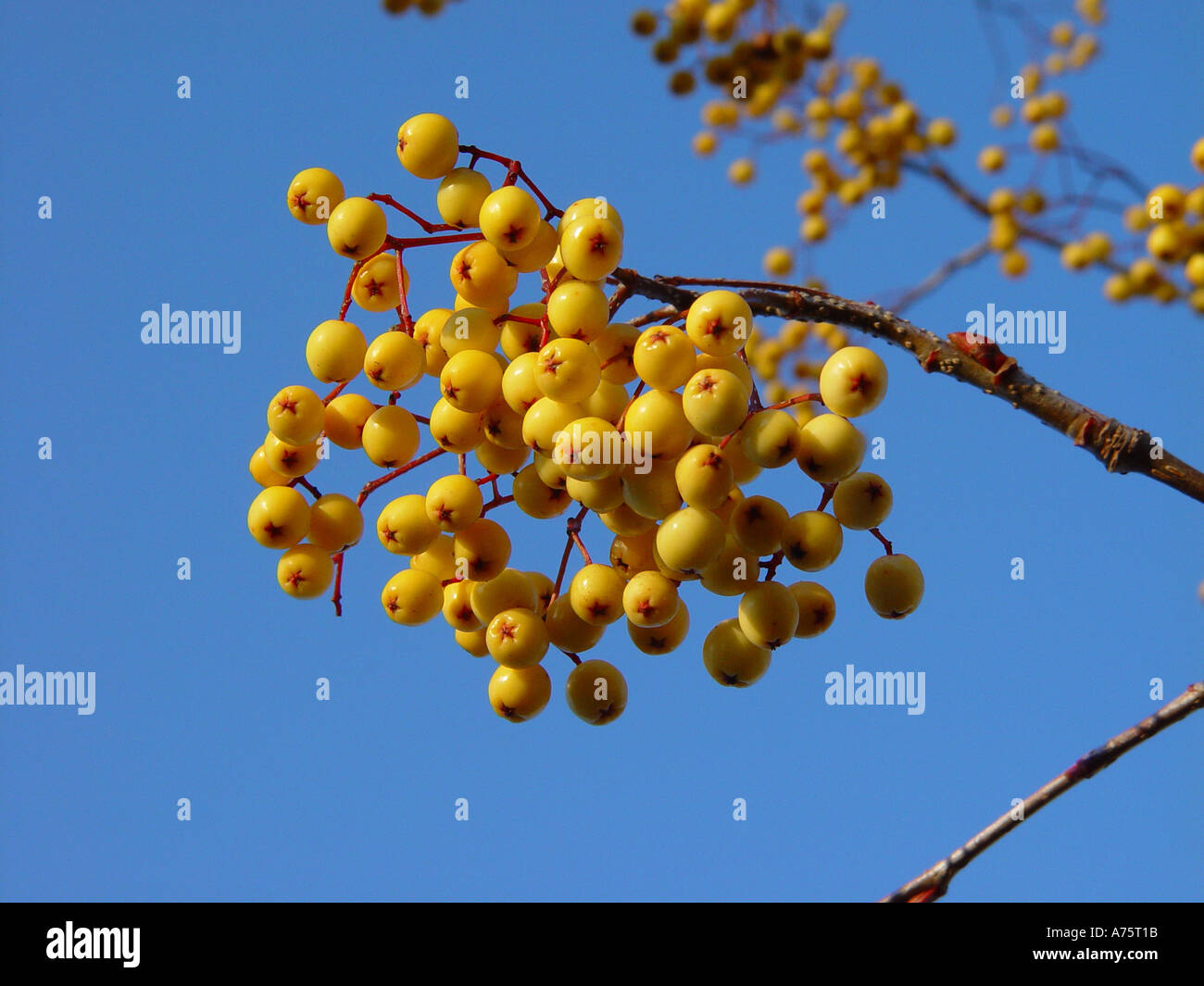 Sorbus golden berries against blue sky Mountain Ash tree with berries ...