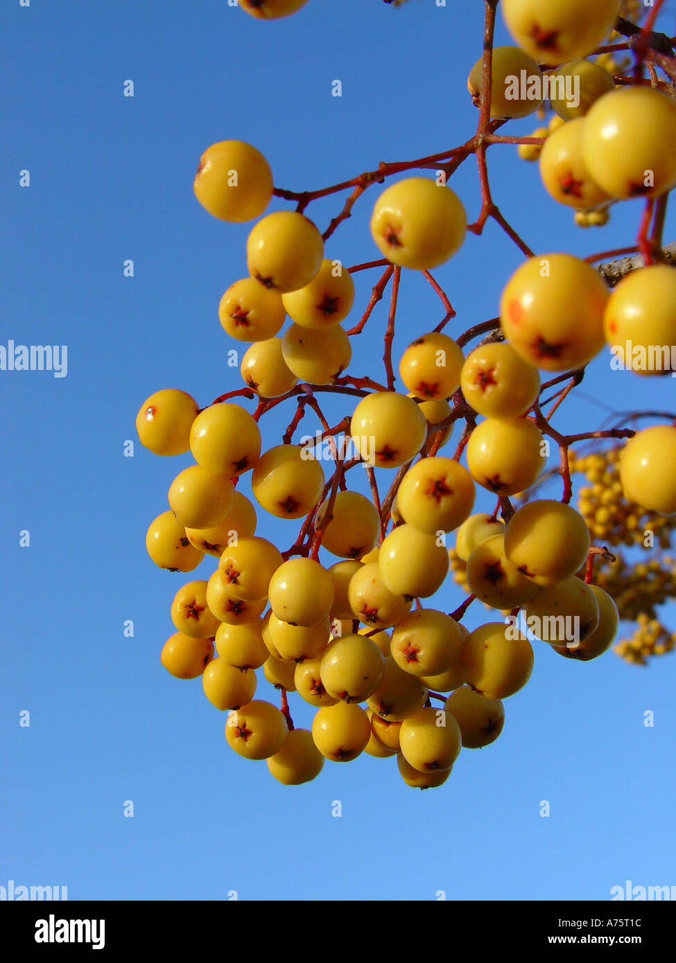 Sorbus golden berries against blue sky Mountain Ash tree with berries ...