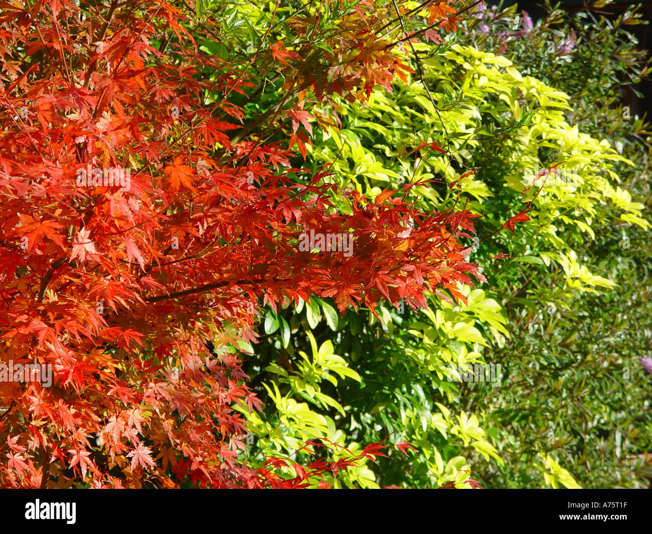 Choisya sundance hi-res stock photography and images - Alamy