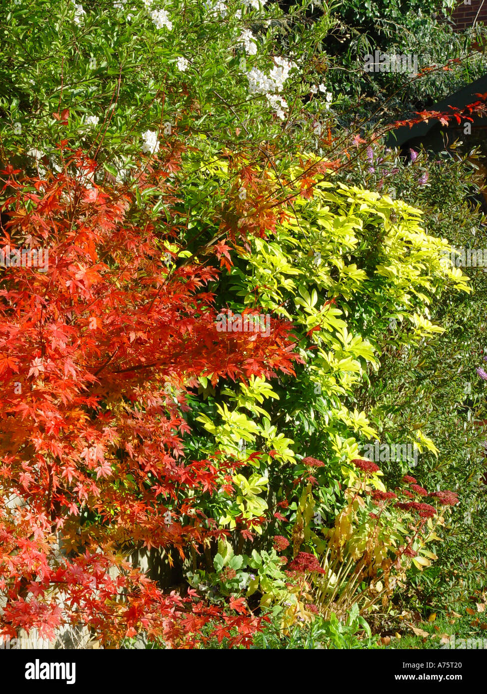 Foliage contrast effect Acer palmatum and Choisya ternata Sundance ...