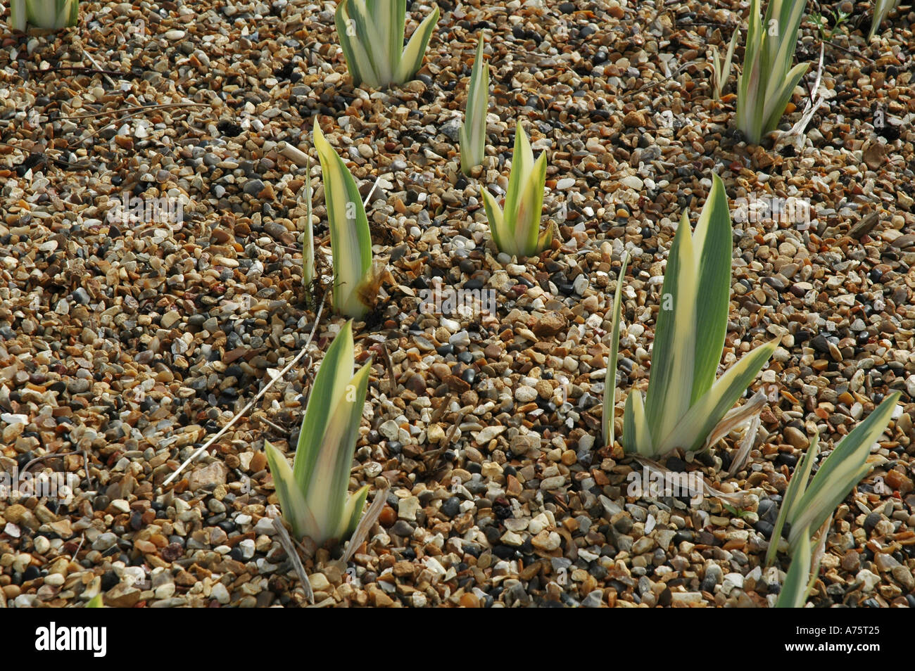 Pebbles for slug repellent around Iris pseudacorus Stock Photo - Alamy