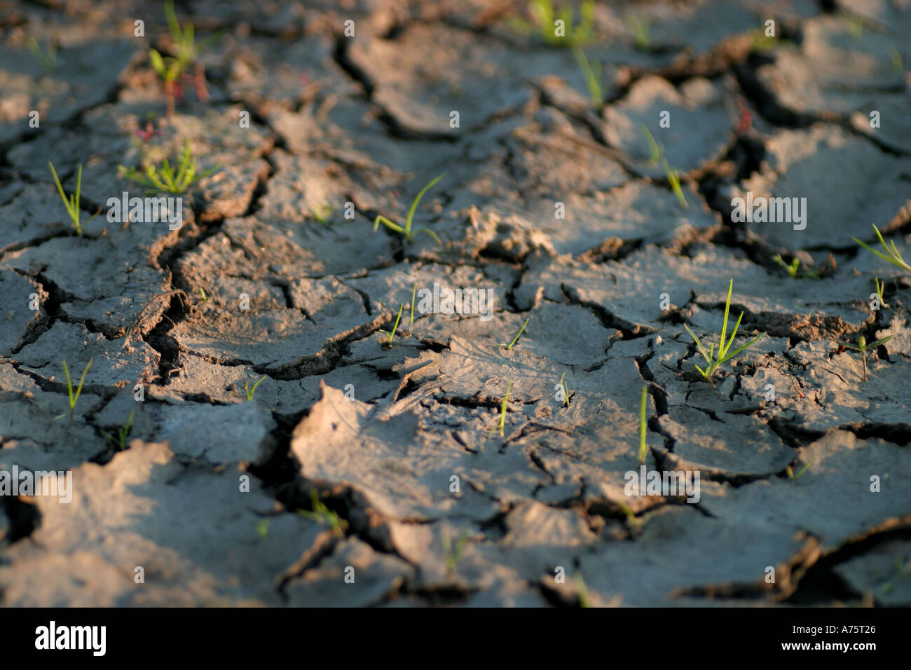 English mud grass hi-res stock photography and images - Alamy