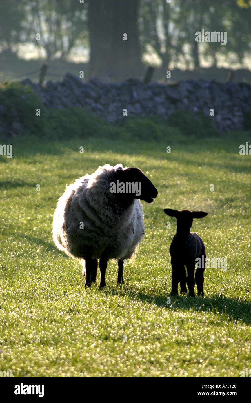 Helpless lamb hi-res stock photography and images - Alamy