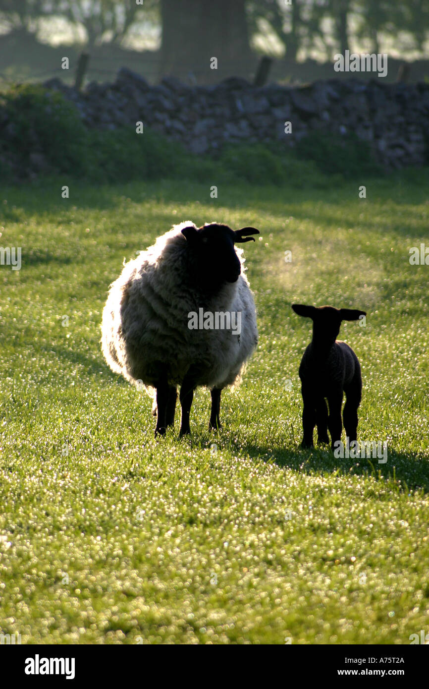 Mutton and lamb Stock Photo - Alamy